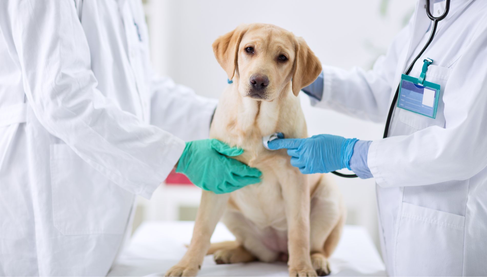 Pet Preventive Care Plans In Wilmington, NC 28403 Leonard-Sykes ...